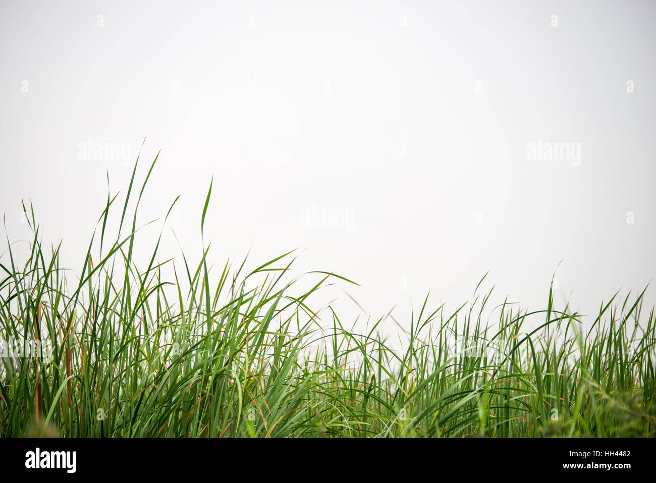 green grass isolated on white background Stock Photo - Alamy