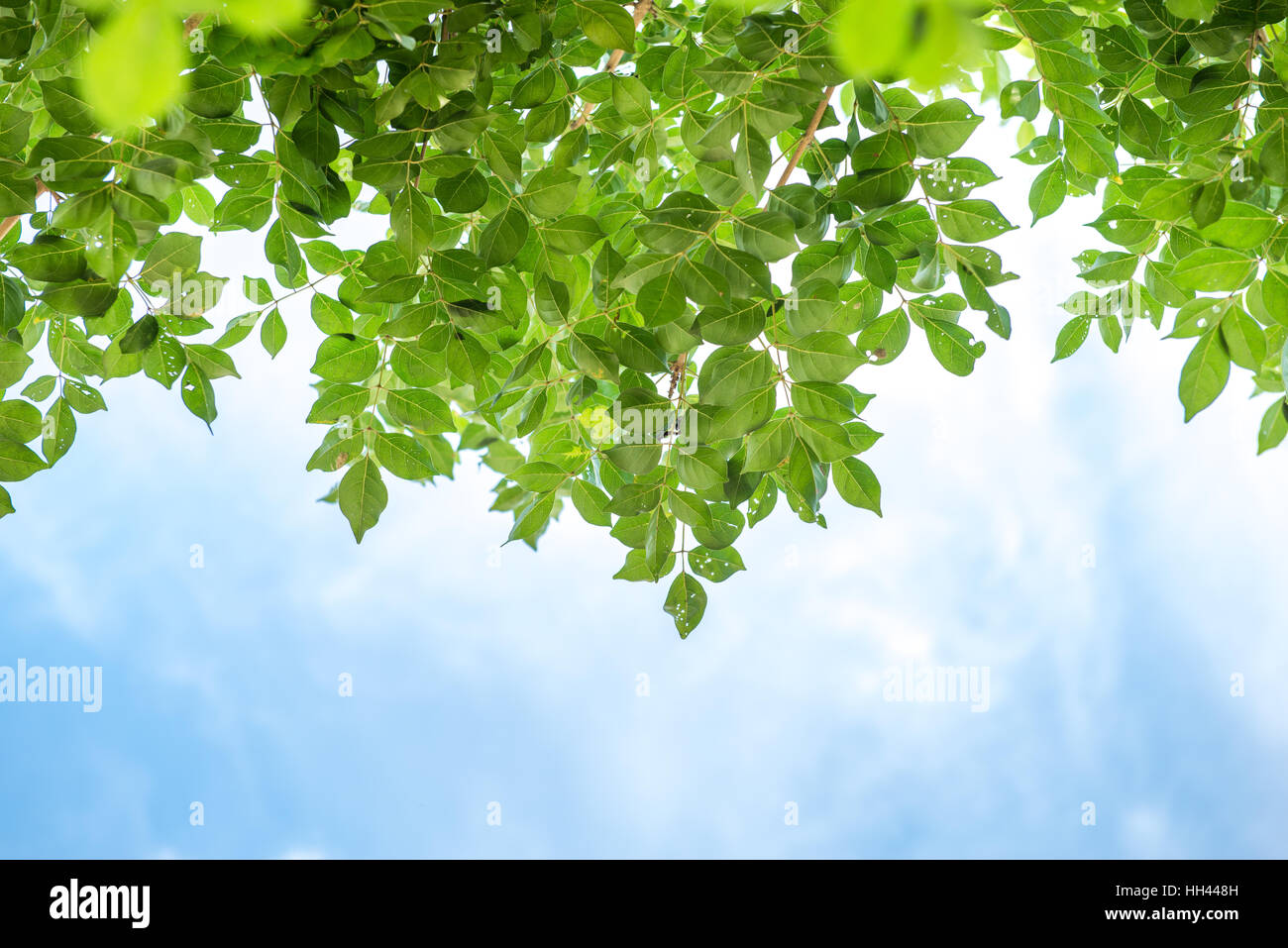 green leaves and sky Stock Photo - Alamy