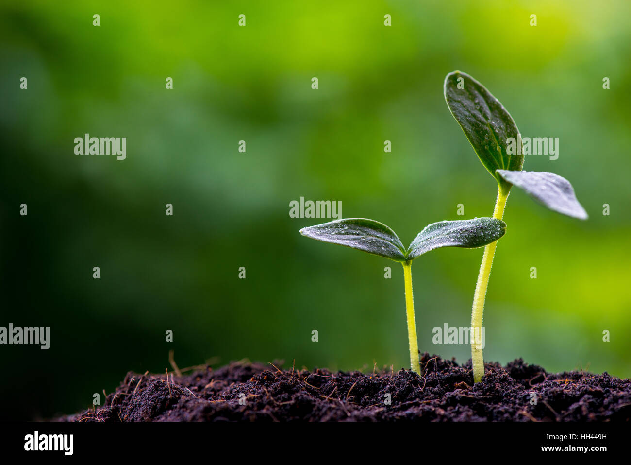 green sprout seed Stock Photo - Alamy