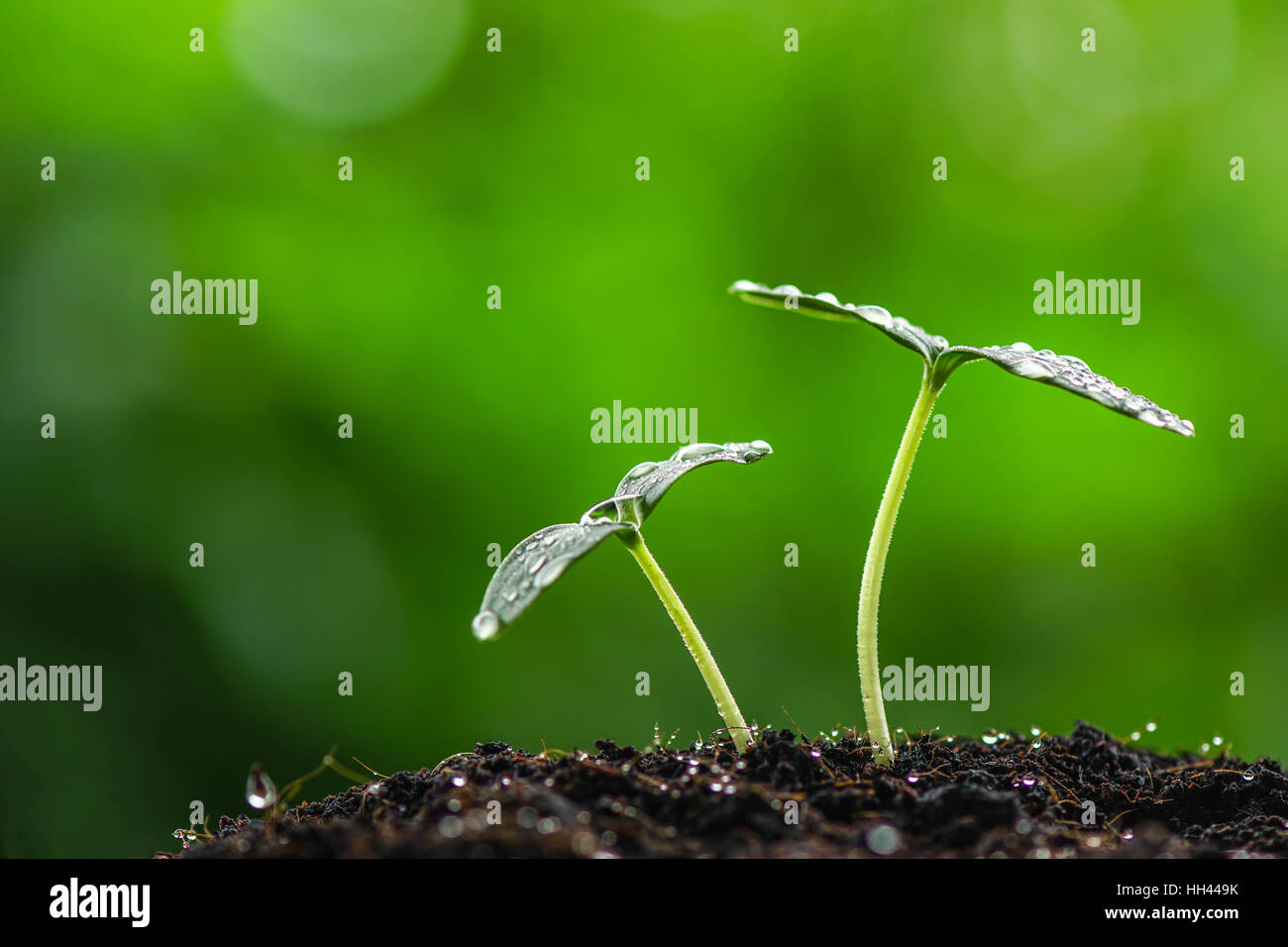 green sprout seed Stock Photo - Alamy