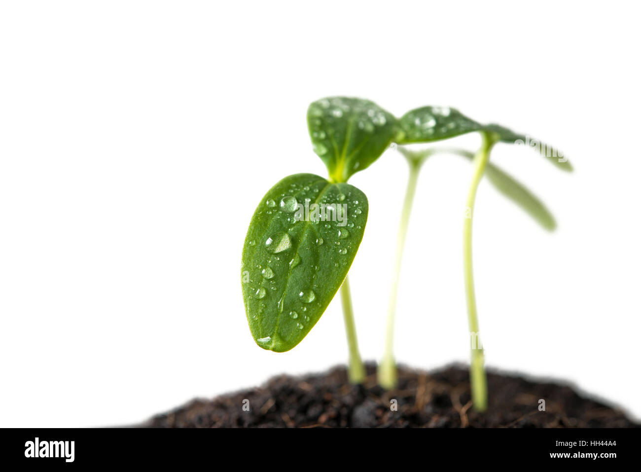 Seed growth water hi-res stock photography and images - Alamy