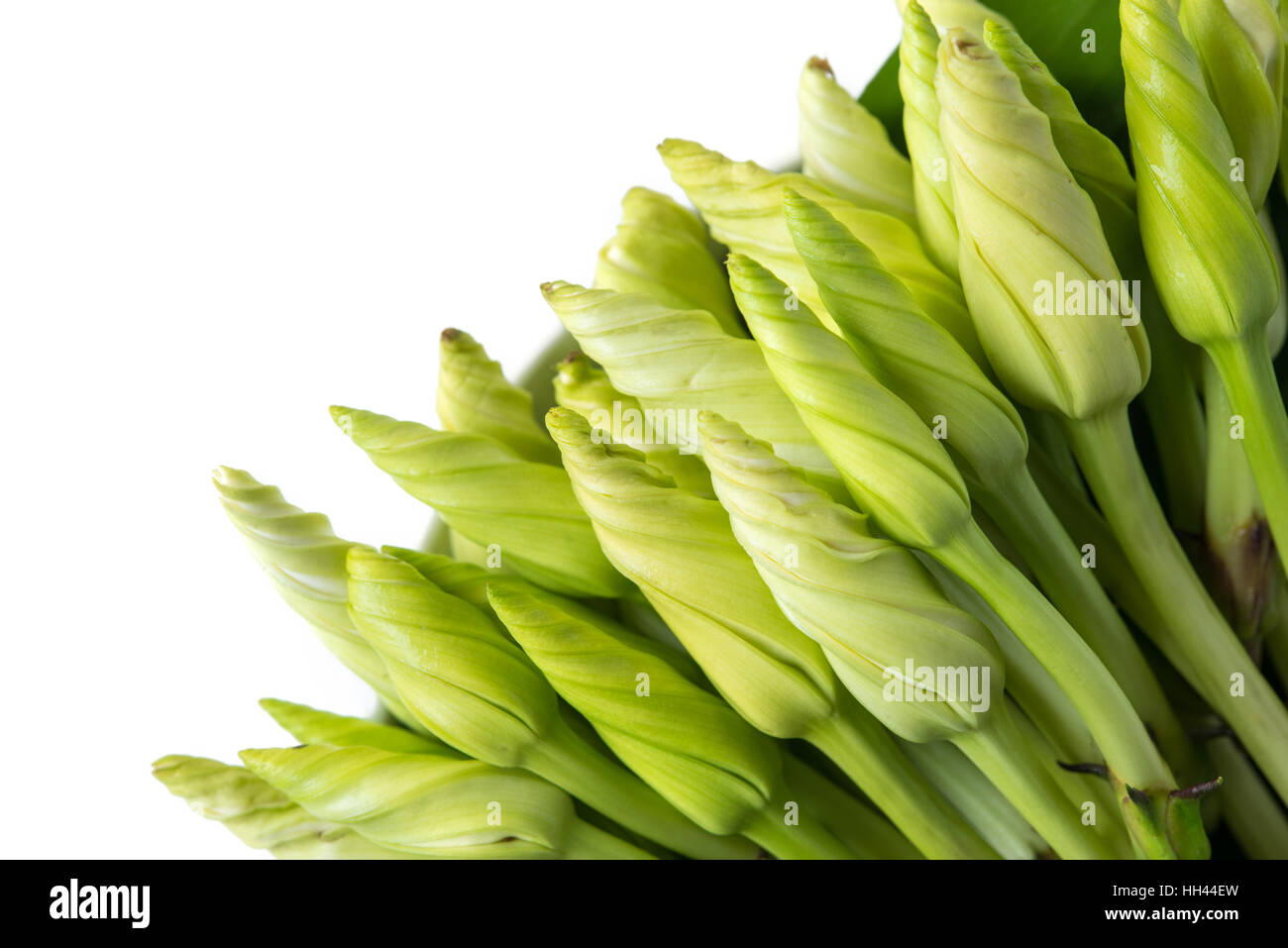 moon flower Ipomoea alba Stock Photo - Alamy
