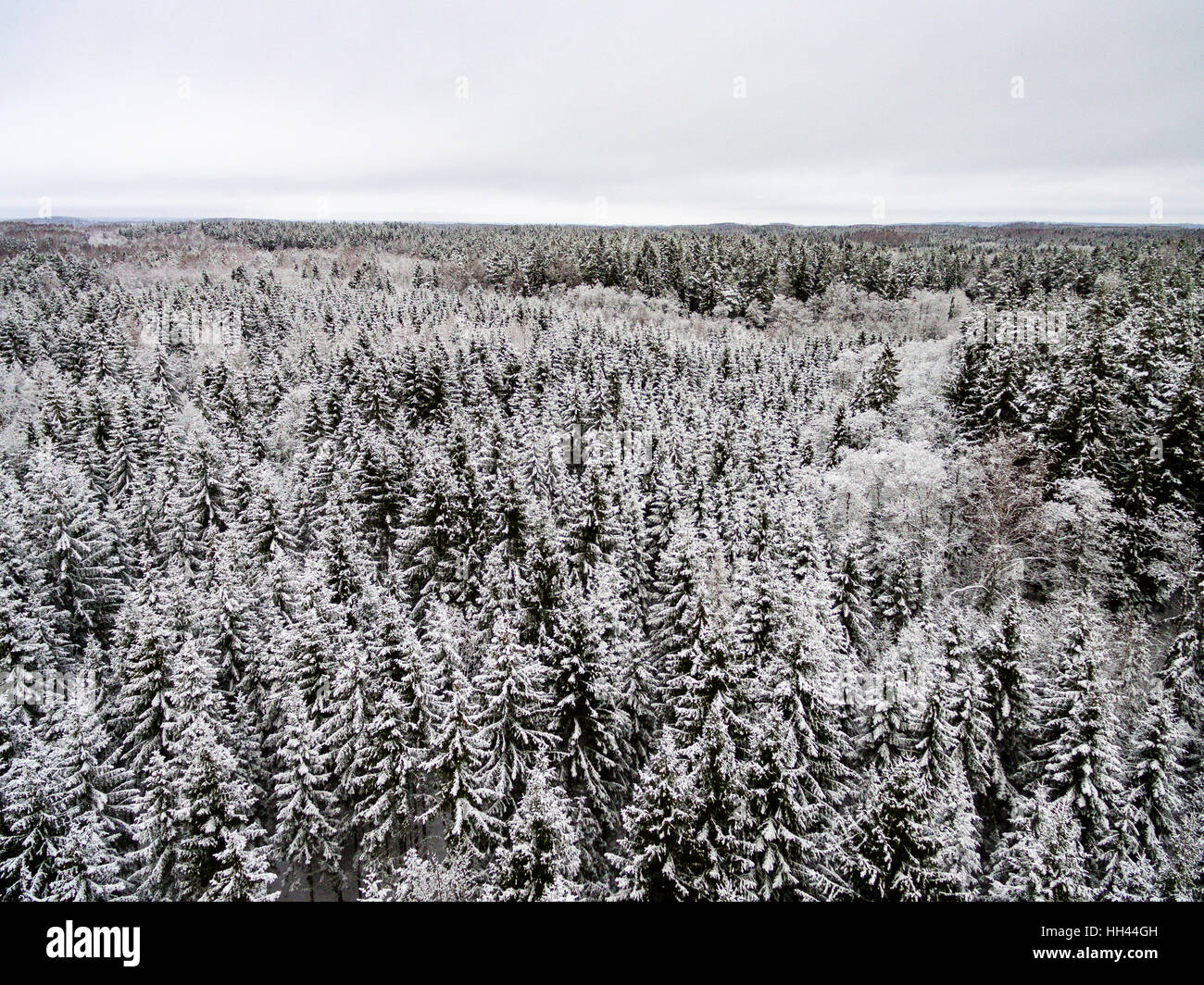 aerial view of winter forest covered in snow. drone photography Stock ...