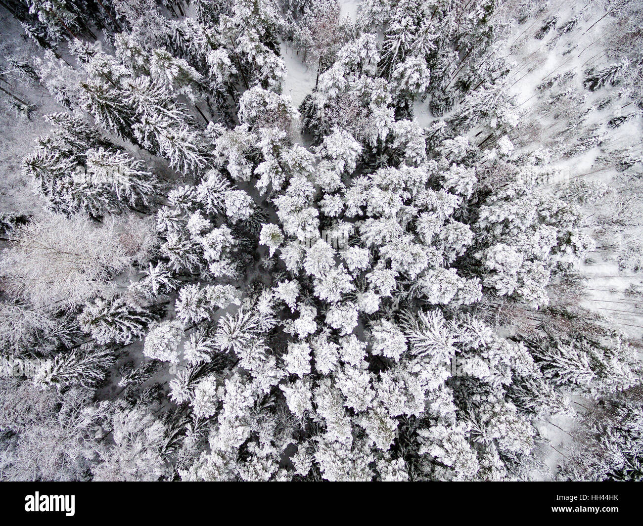 aerial view of winter forest covered in snow. drone photography Stock ...