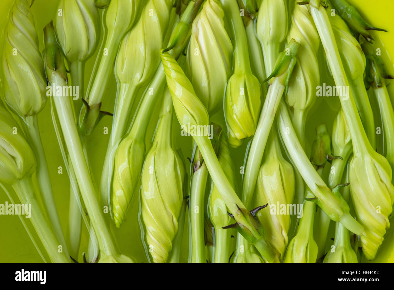 Ipomoea Alba High Resolution Stock Photography and Images - Alamy