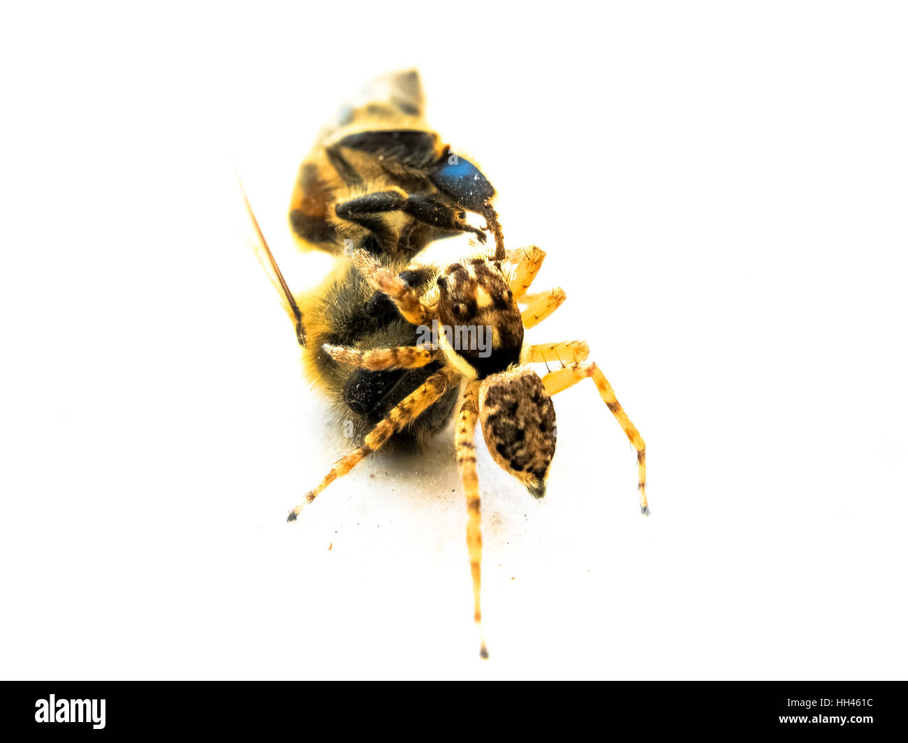 Bee versus spider fight Stock Photo - Alamy