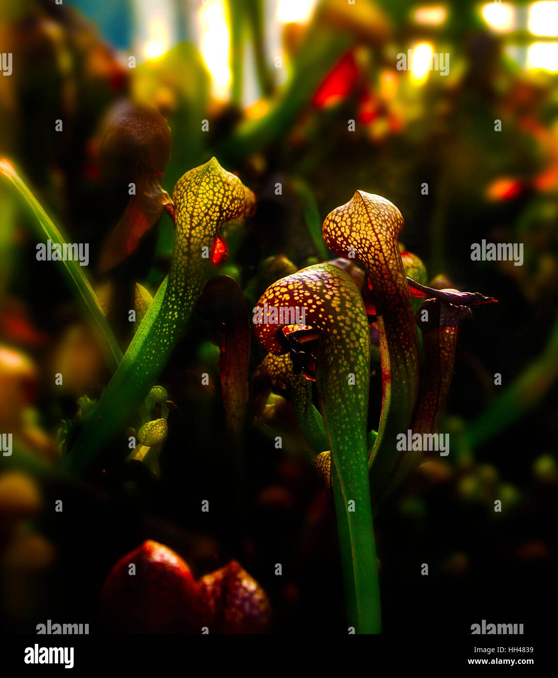 Alien plants hi-res stock photography and images - Alamy