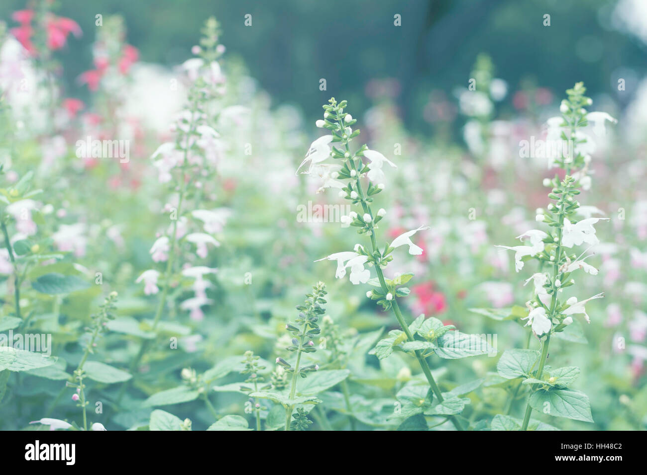 Selective focus flowers background. Amazing view of colorful flowering ...