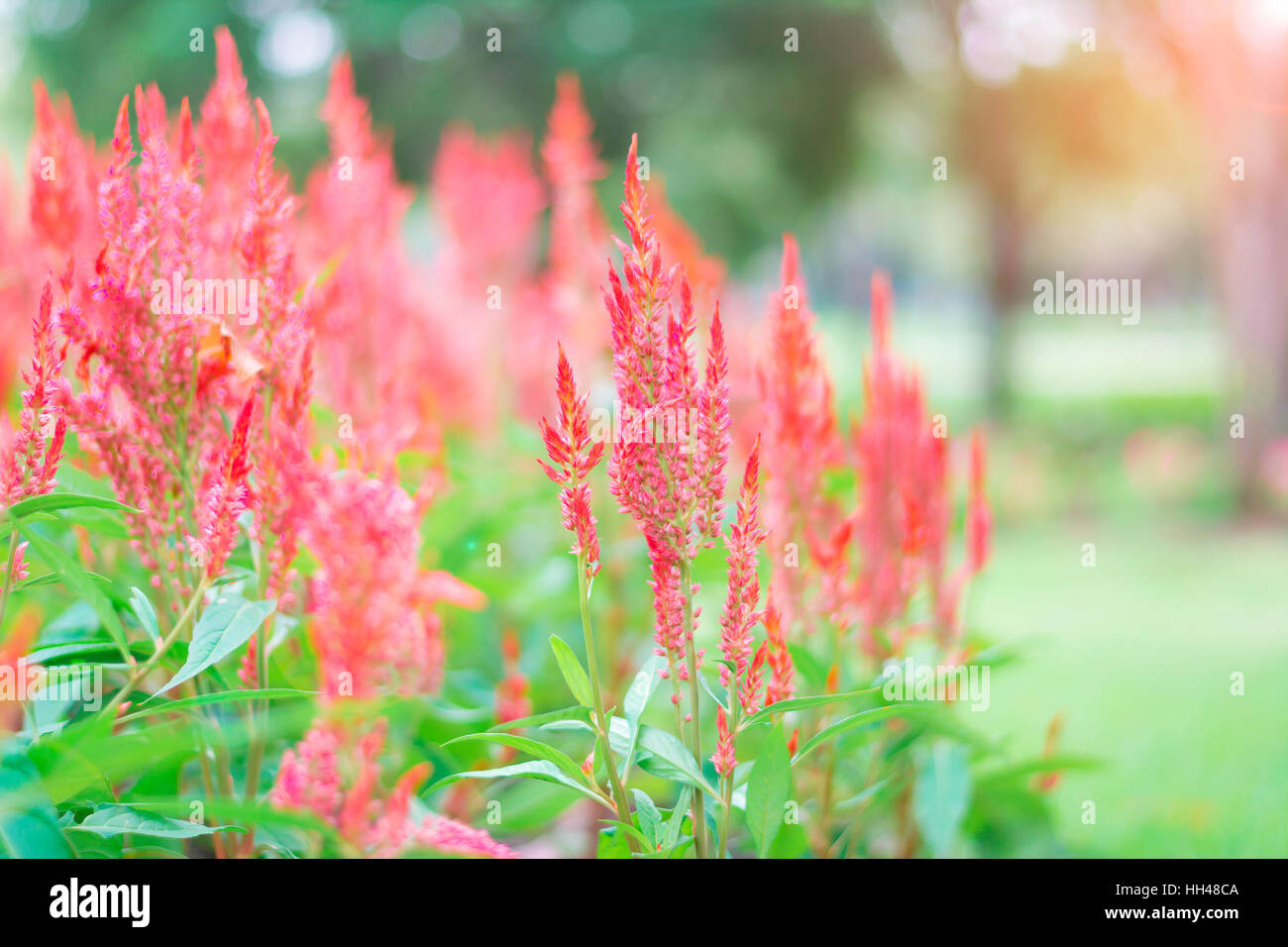 Selective focus flowers background. Amazing view of colorful flowering ...