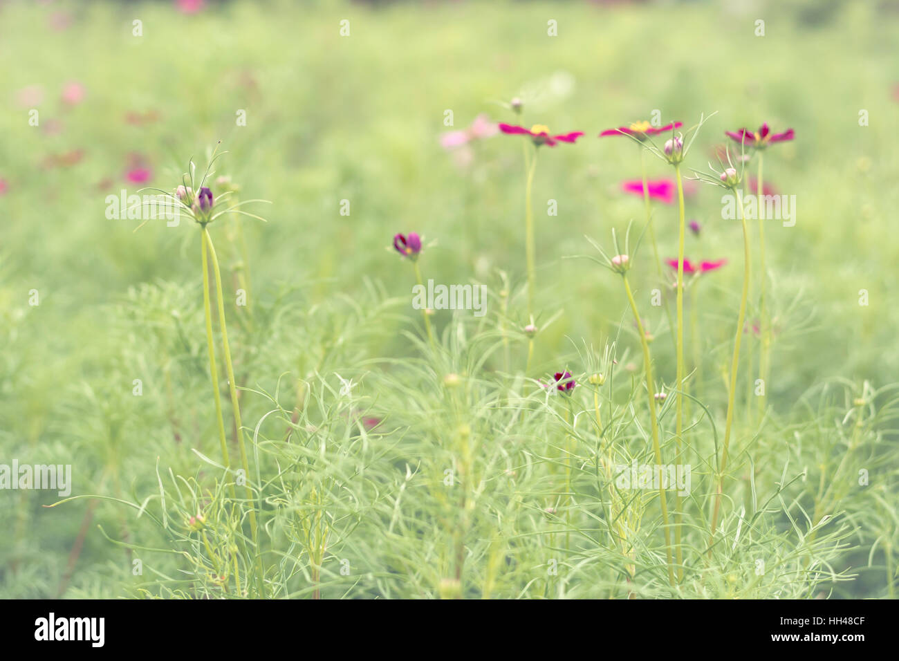 Selective focus flowers background. Amazing view of colorful flowering ...