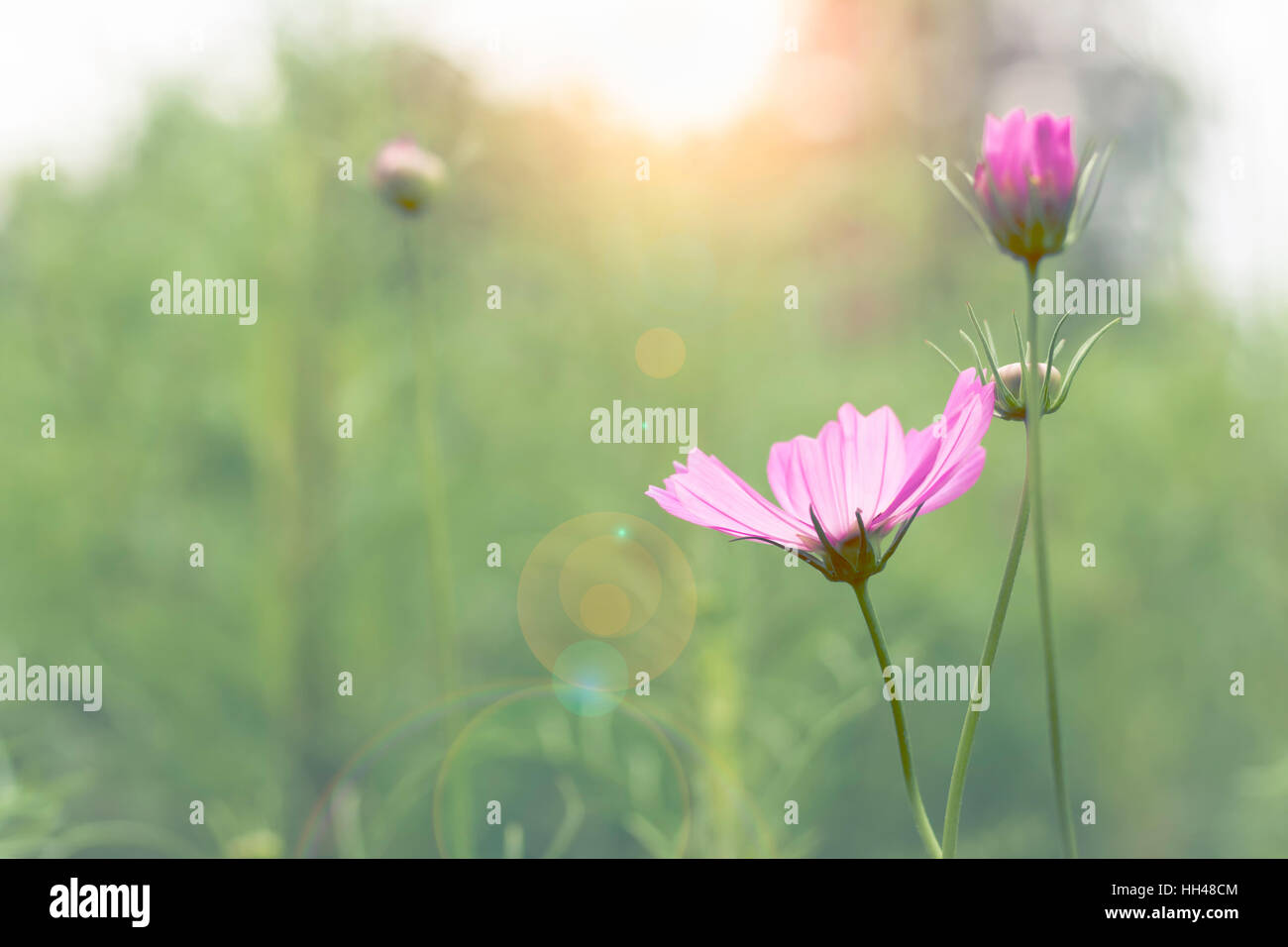 Selective focus flowers background. Amazing view of colorful flowering ...