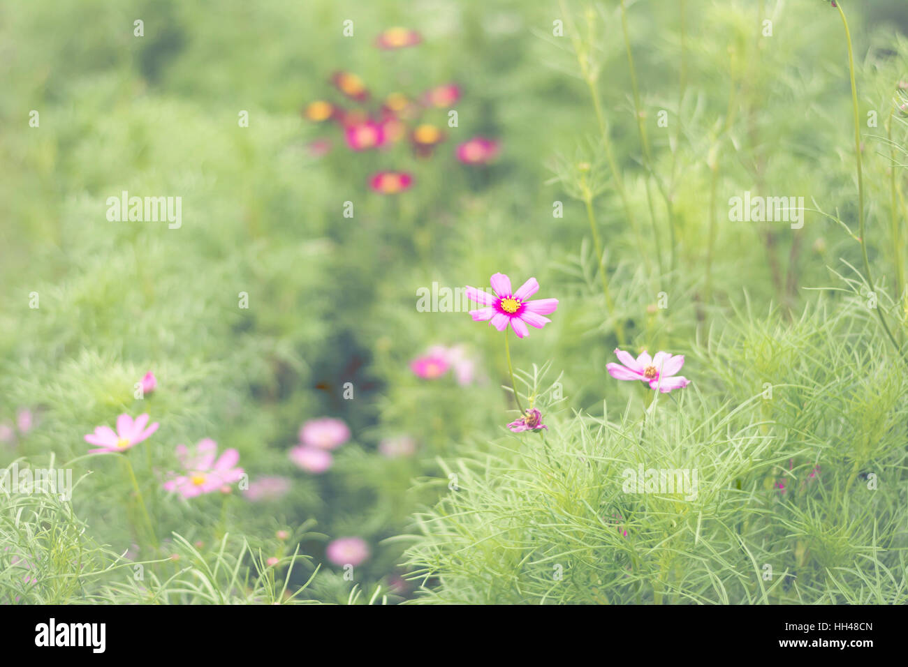 Selective focus flowers background. Amazing view of colorful flowering ...