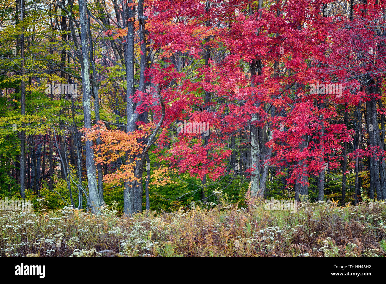 Red and Orange autumn foliage Stock Photo - Alamy