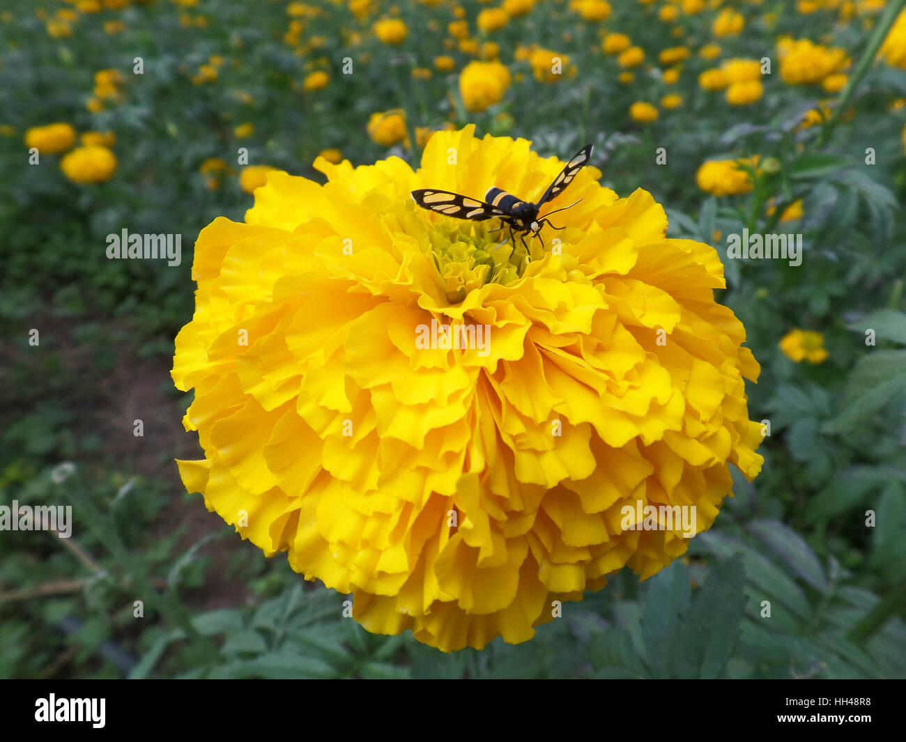 Beautiful bee collecting nectar on a blooming vibrant yellow Marigold ...