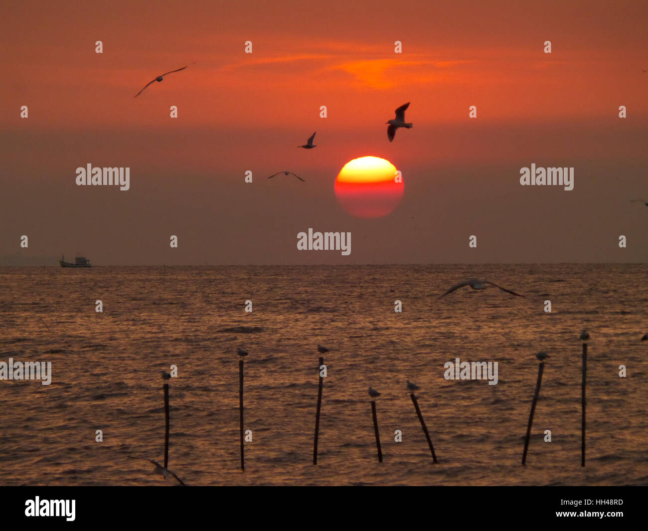 Incredible sunrise with gradation of red color sky and flying seagulls ...