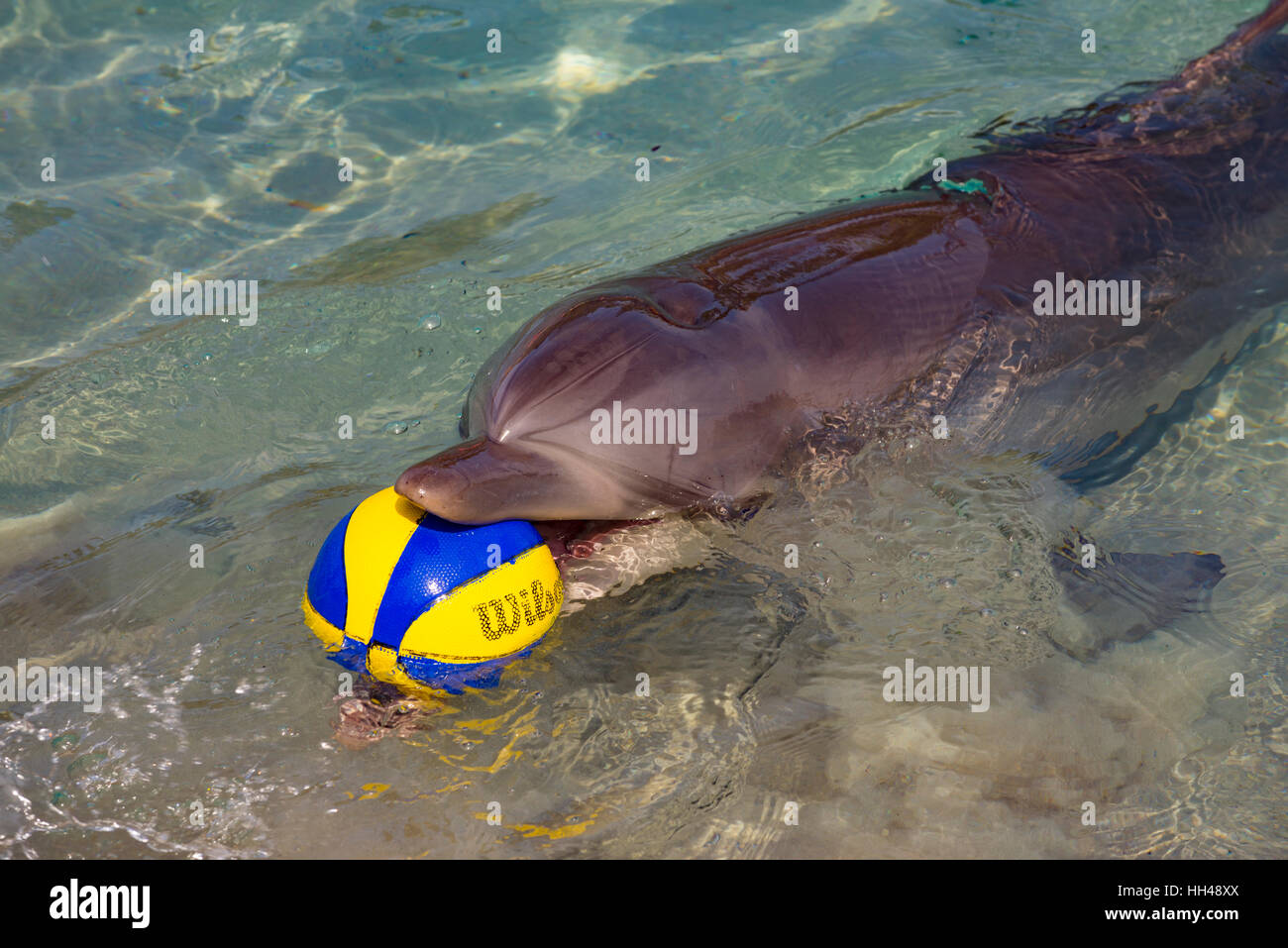 Aquarium trainer and Dolphin, Gold Coast, Australia Stock Photo - Alamy