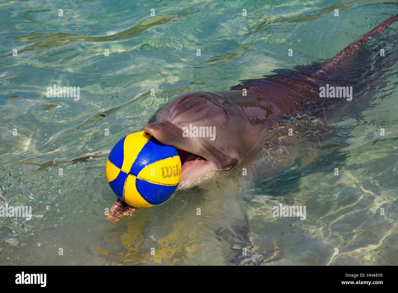 Aquarium trainer and Dolphin, Gold Coast, Australia Stock Photo - Alamy