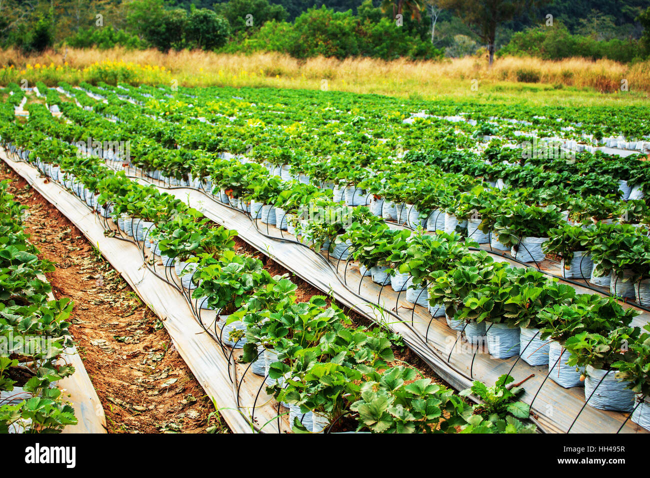 Garden strawberry and trees in nature Stock Photo - Alamy