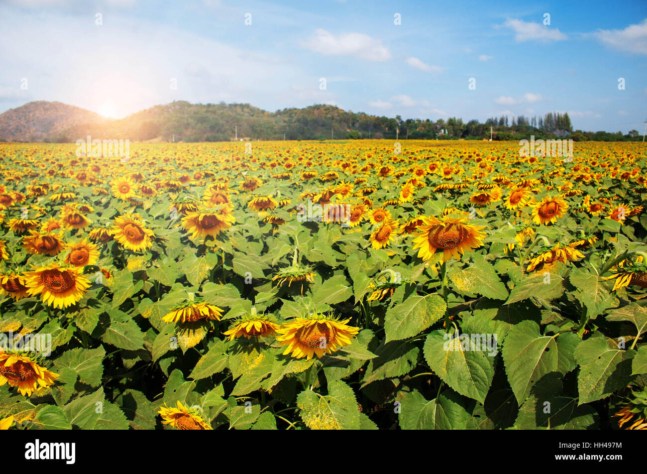 Sunflower cultivation with sunlight during the day Stock Photo - Alamy