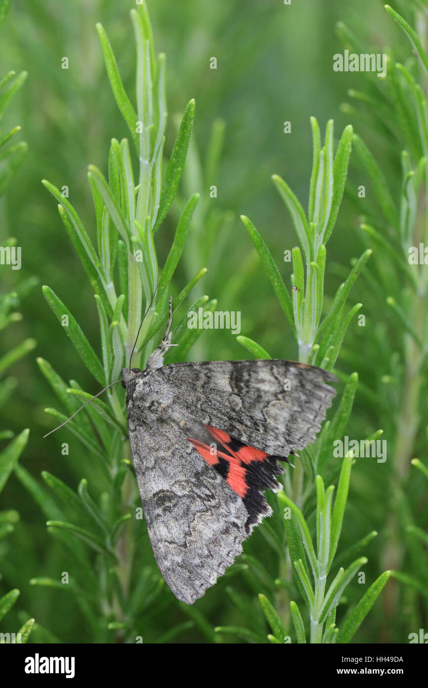 Red underwing moth catocala hi-res stock photography and images - Alamy