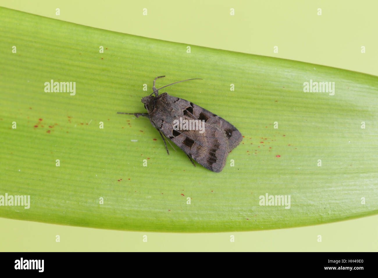 Xestia stigmatica hi-res stock photography and images - Alamy