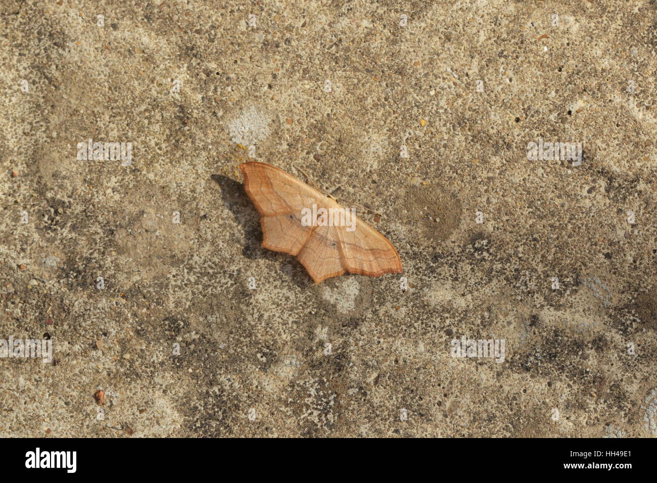 Blood vein moth hi-res stock photography and images - Alamy