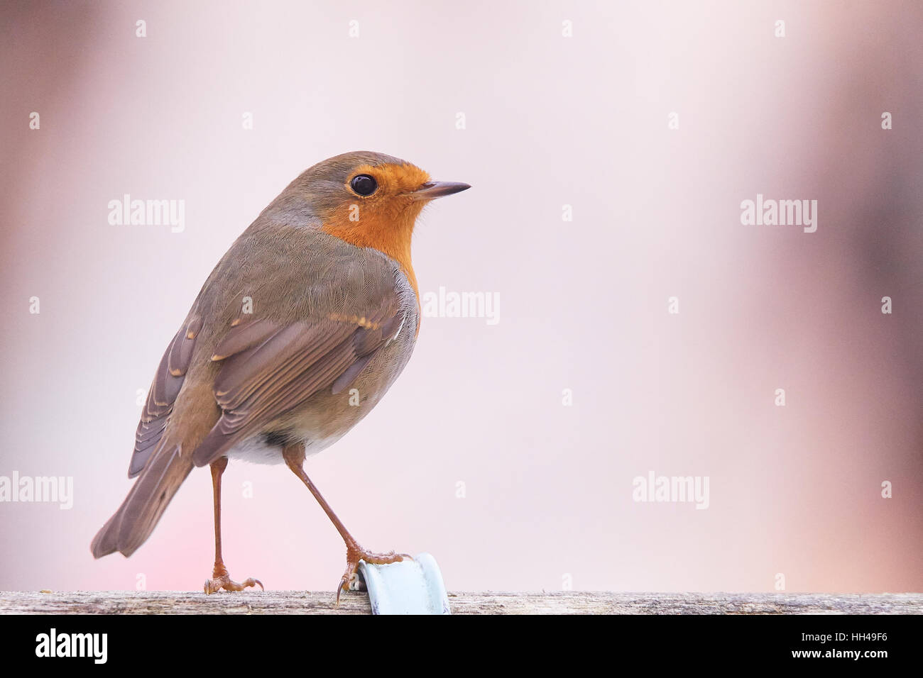 Common european robin Stock Photo - Alamy