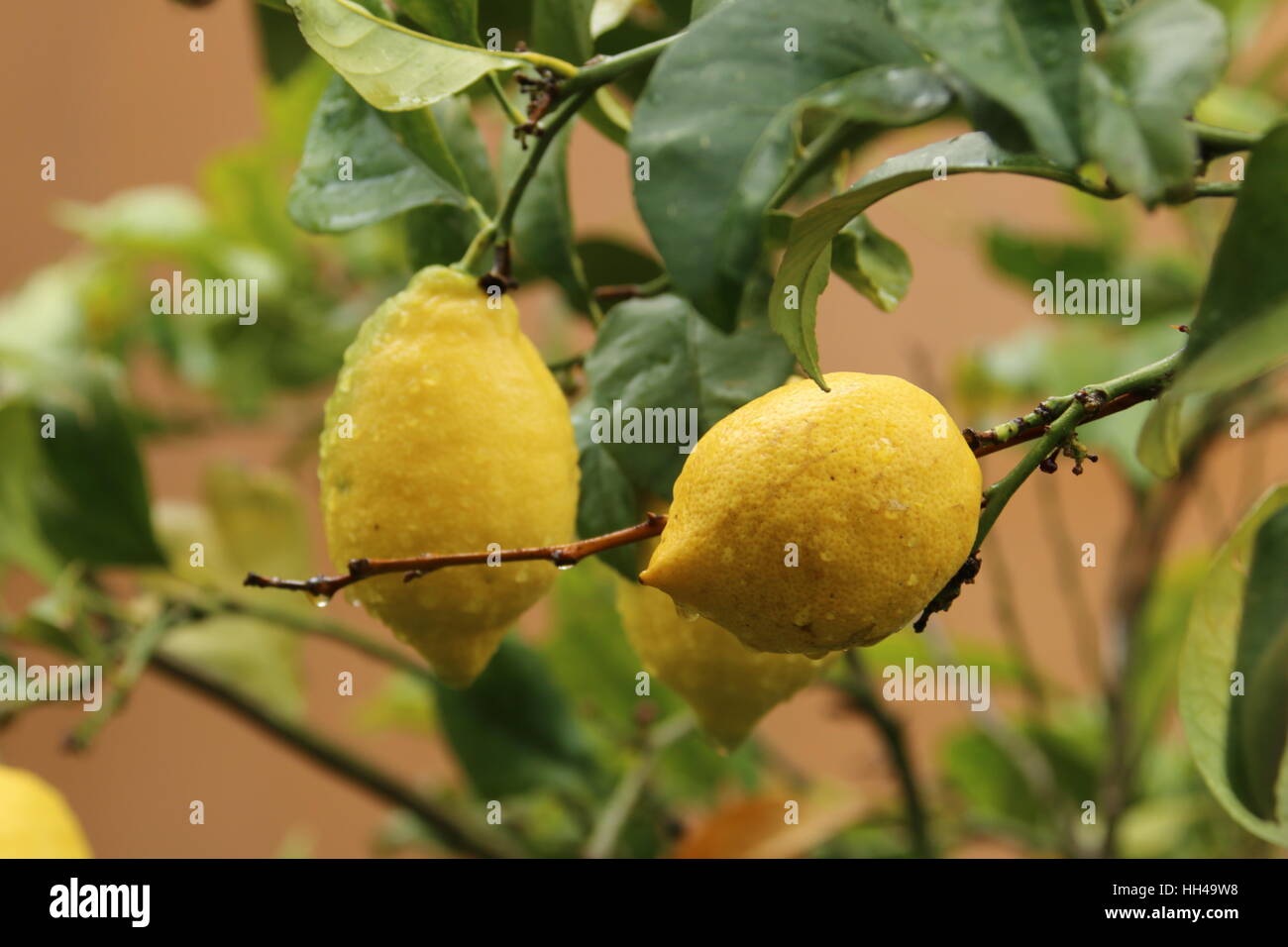 Zitronen an einem Zitronenbaum Stock Photo - Alamy
