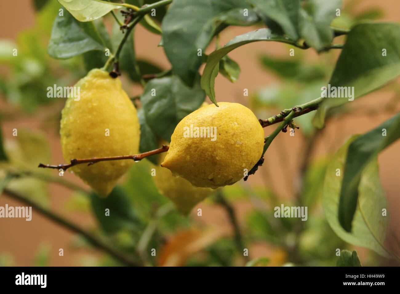 Zitronenbaum hi-res stock photography and images - Alamy