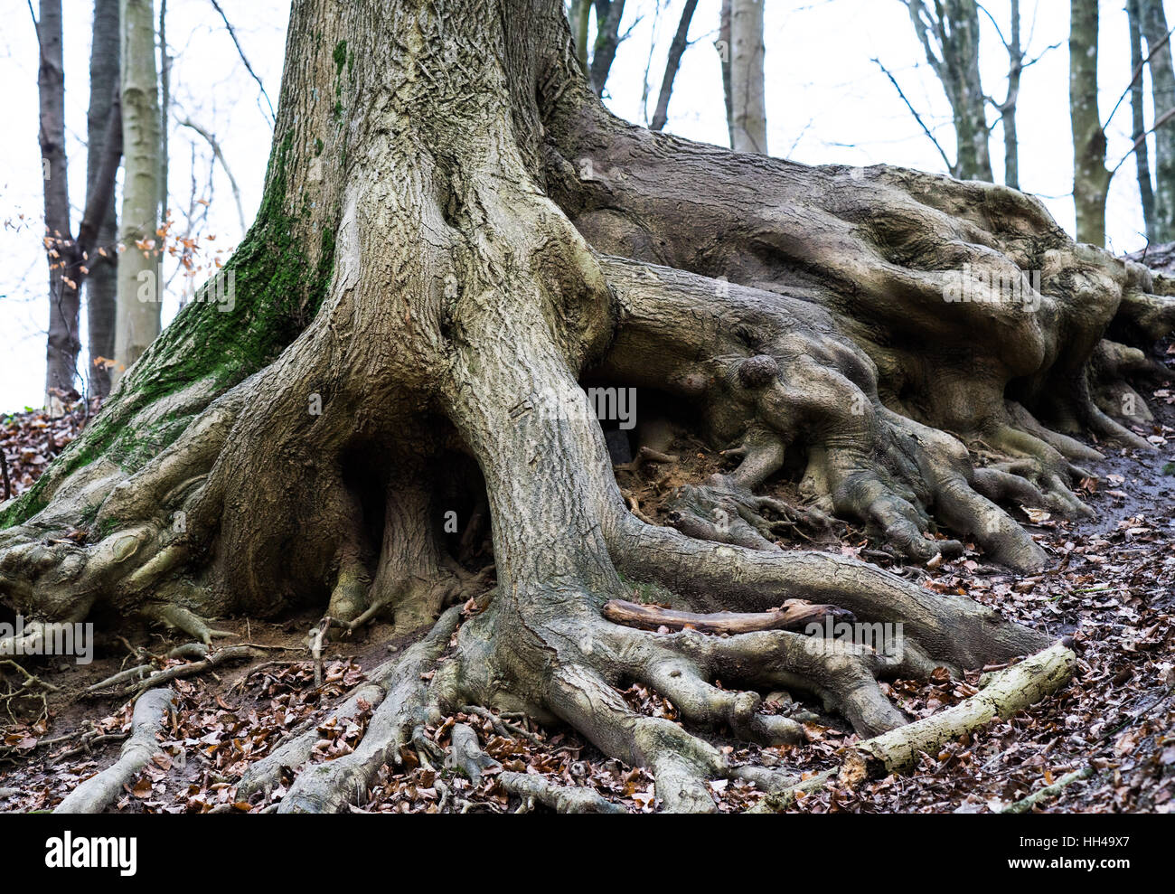 forest floor with old roots extending from the tree Stock Photo - Alamy