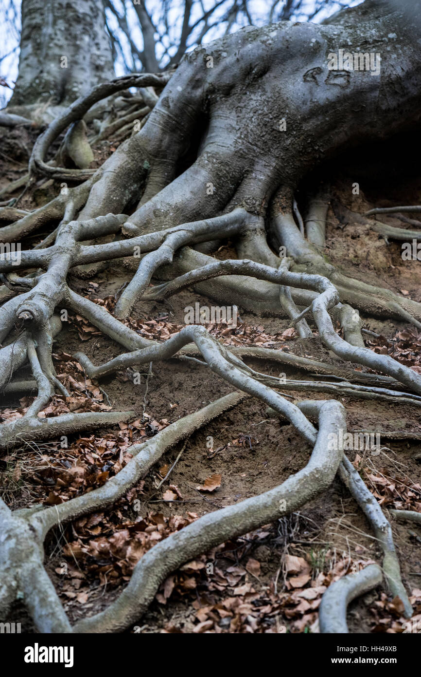 Green roots root wood forest floor hi-res stock photography and images ...