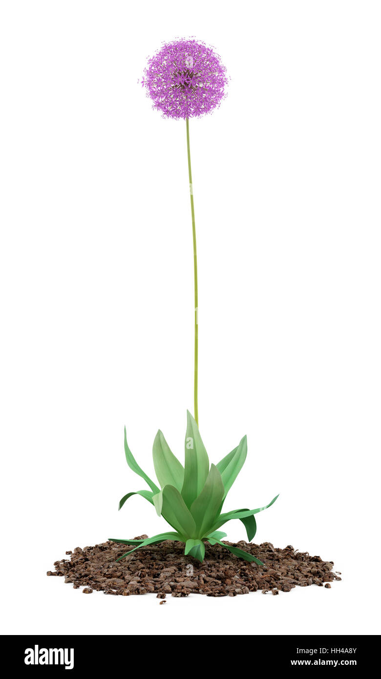 allium flower isolated on white background Stock Photo - Alamy