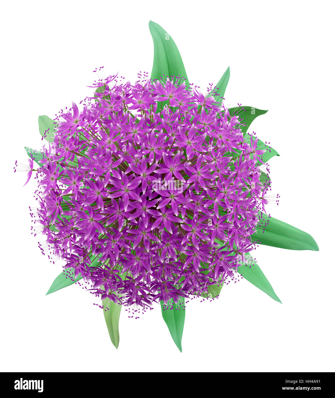 top view of allium flower isolated on white background Stock Photo - Alamy