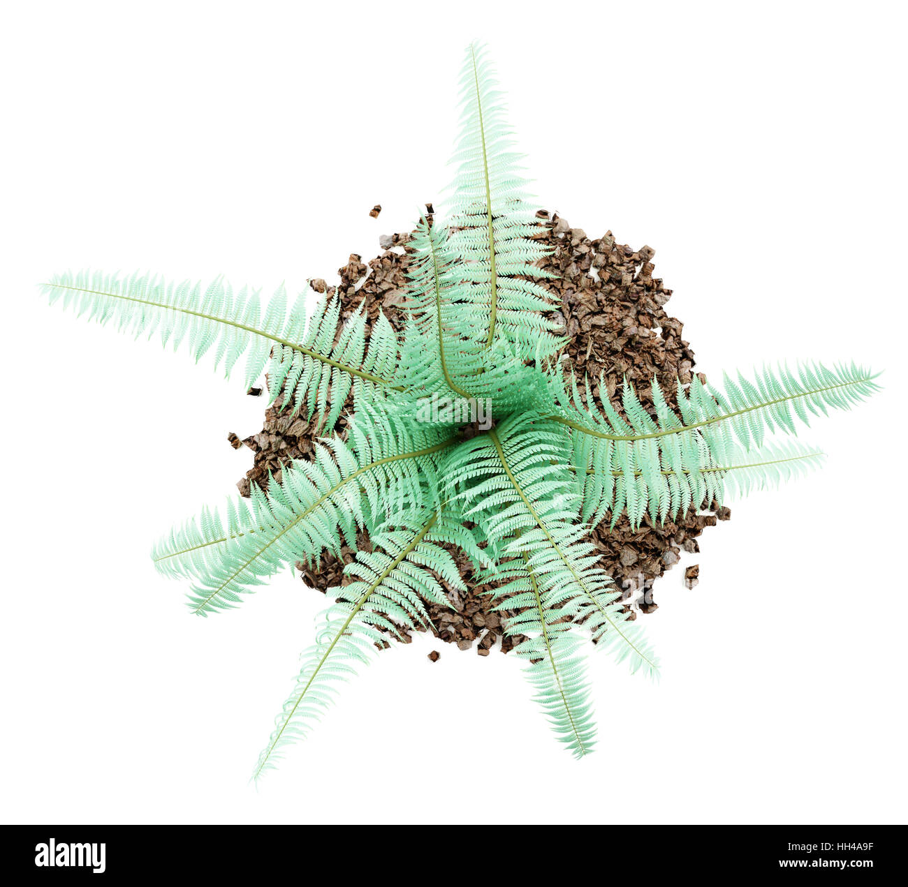 top view of fern plant isolated on white background Stock Photo - Alamy