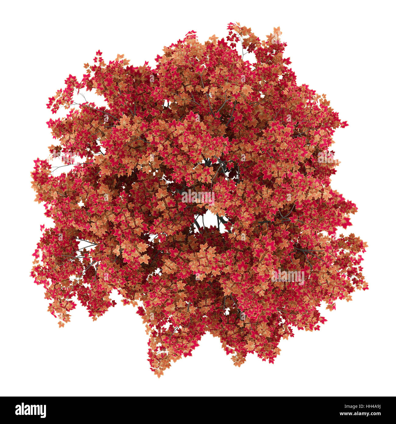 top view of japanese maple tree isolated on white background Stock ...