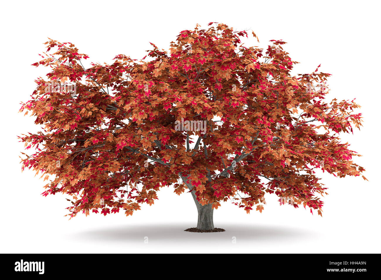 japanese maple tree isolated on white background Stock Photo - Alamy