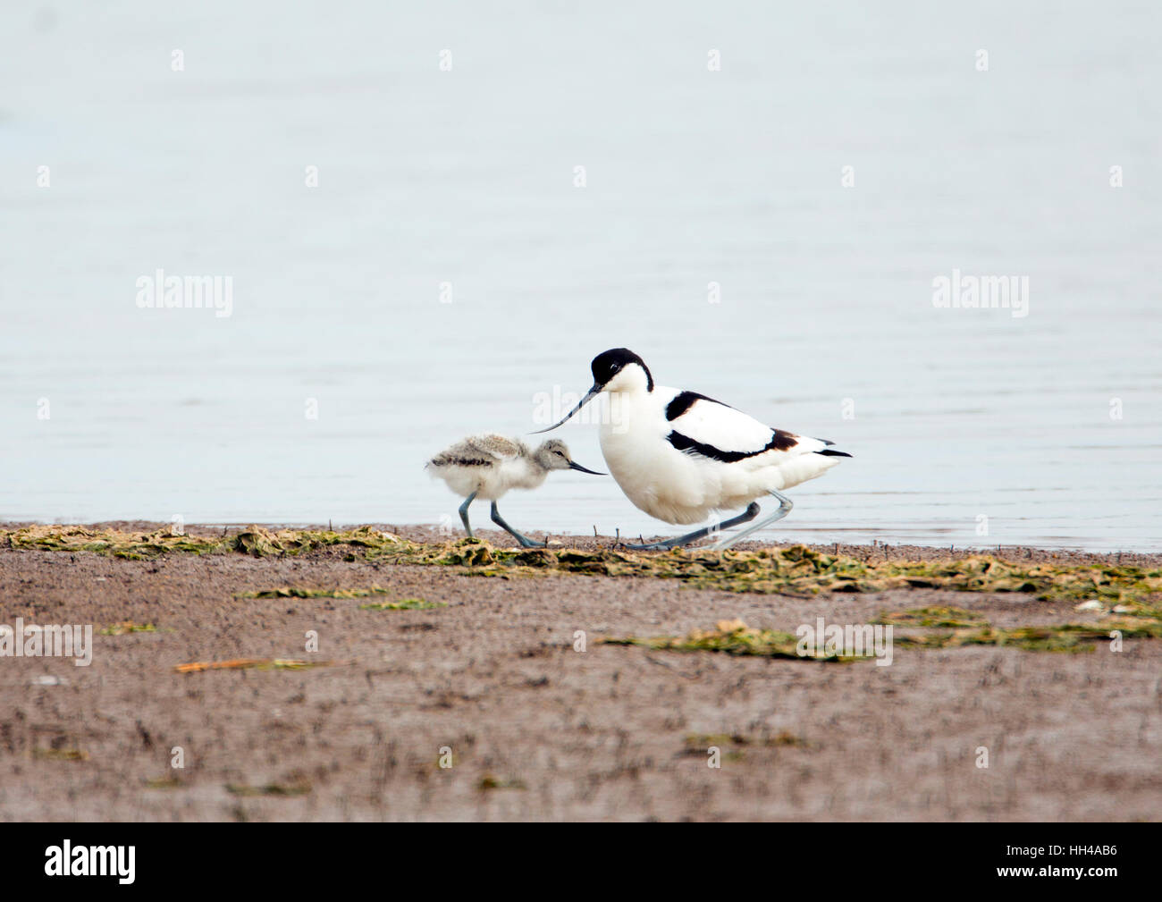 Avocette elegante hi-res stock photography and images - Alamy