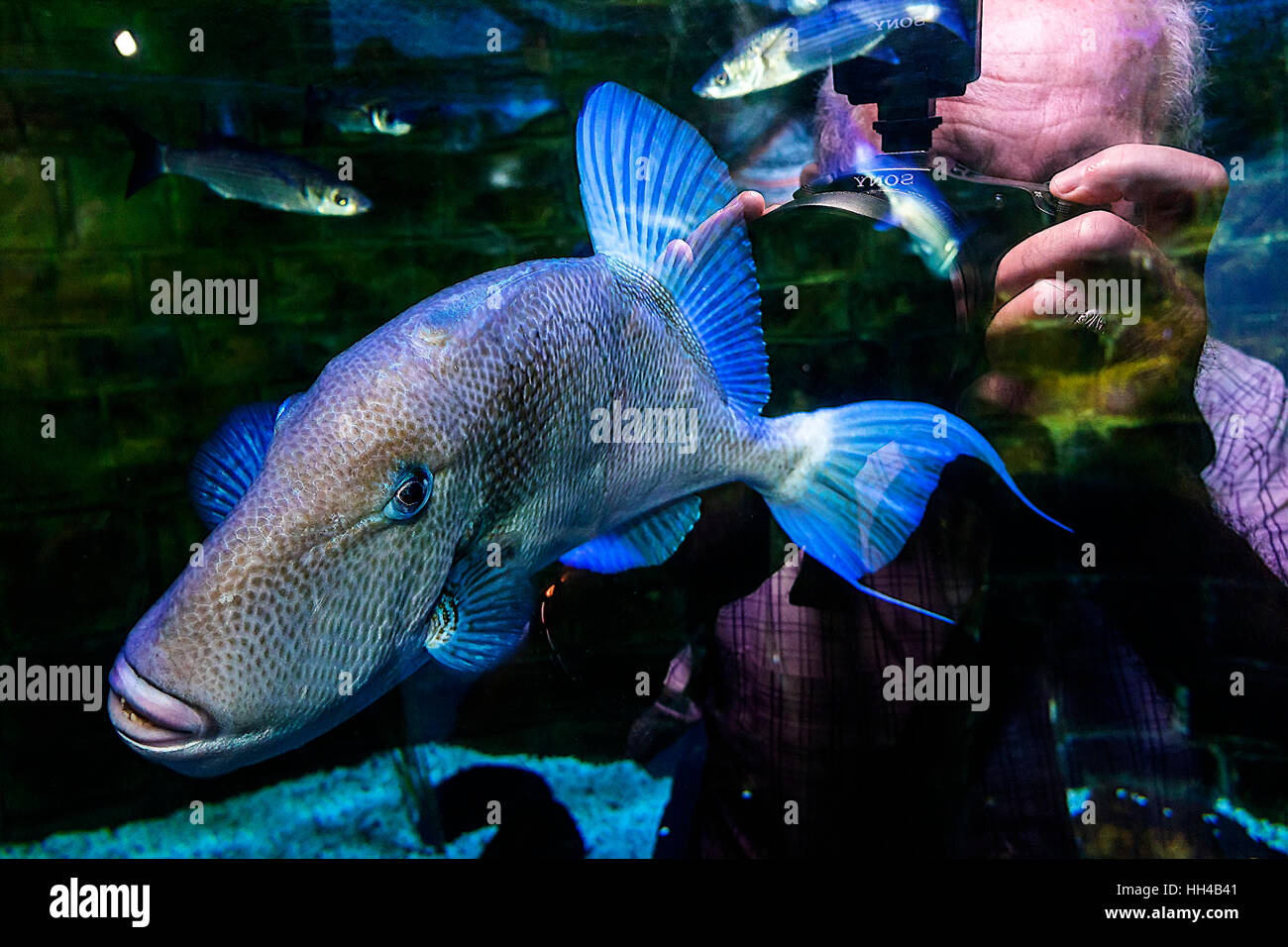 Parrot fish hi-res stock photography and images - Alamy