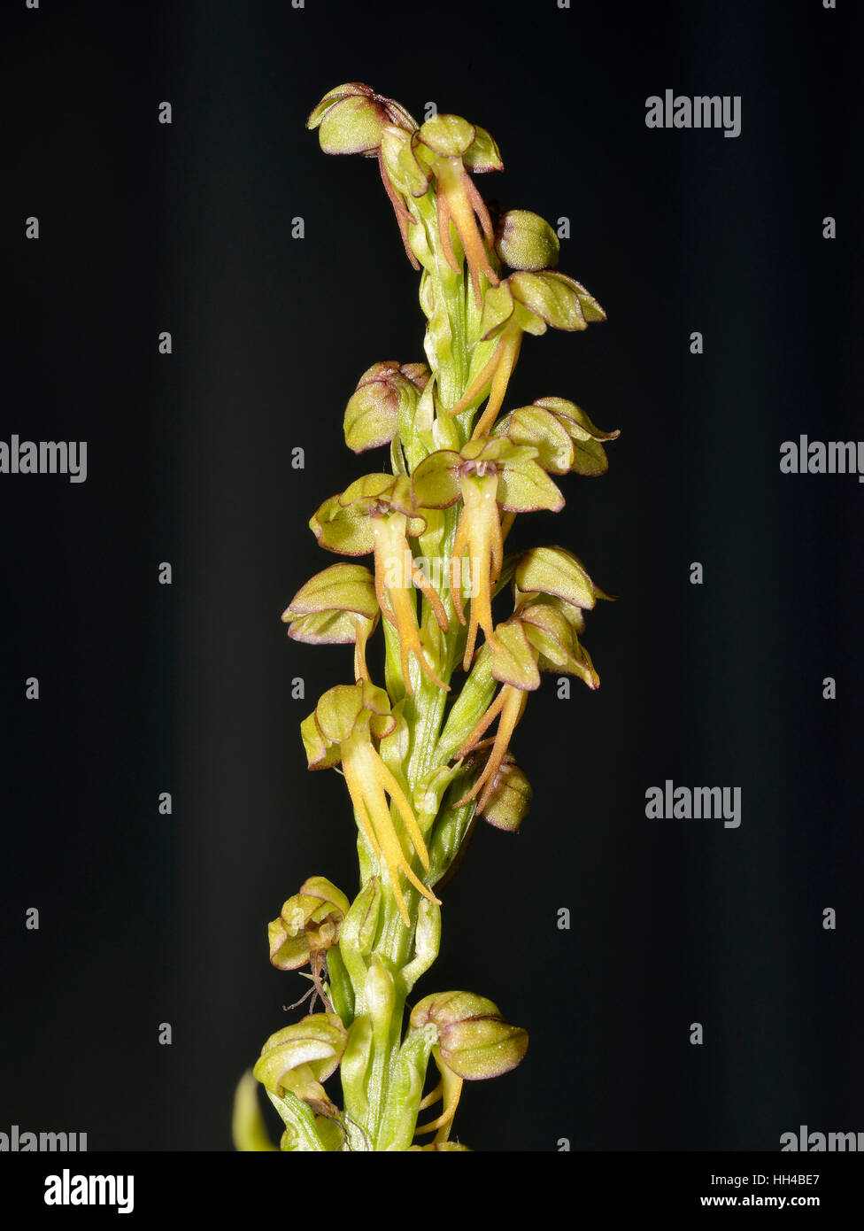 Man Orchid - Orchis anthropophora against black background Stock Photo ...