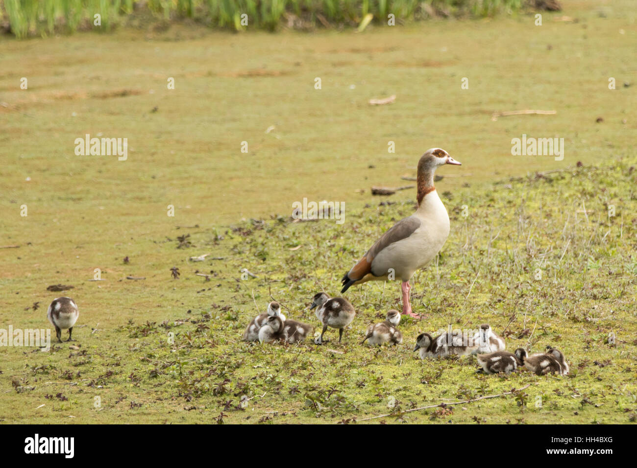 Egyptian goose baby hi-res stock photography and images - Alamy