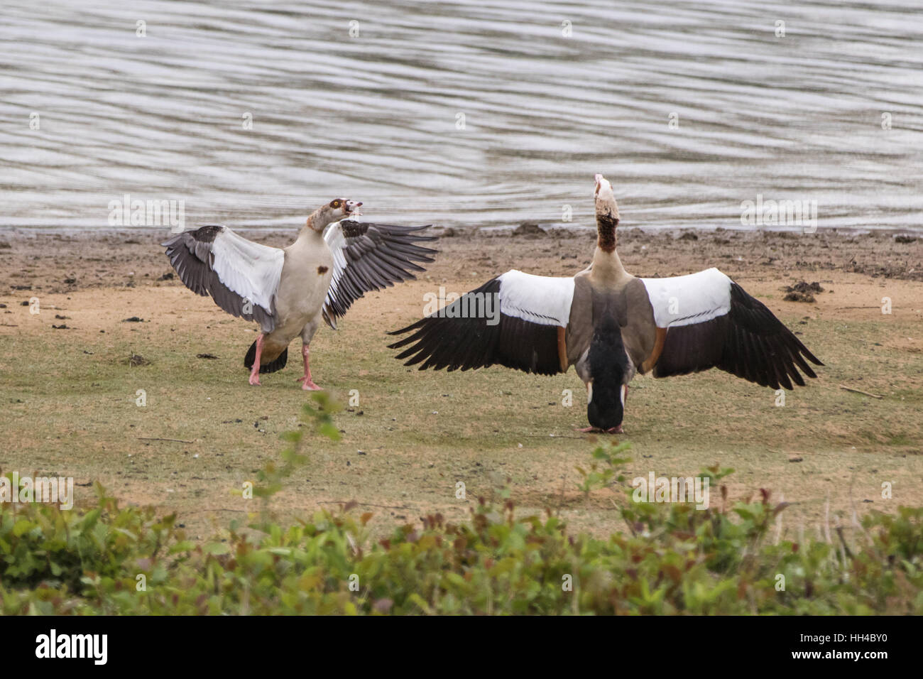 Geese fighting hi-res stock photography and images - Alamy