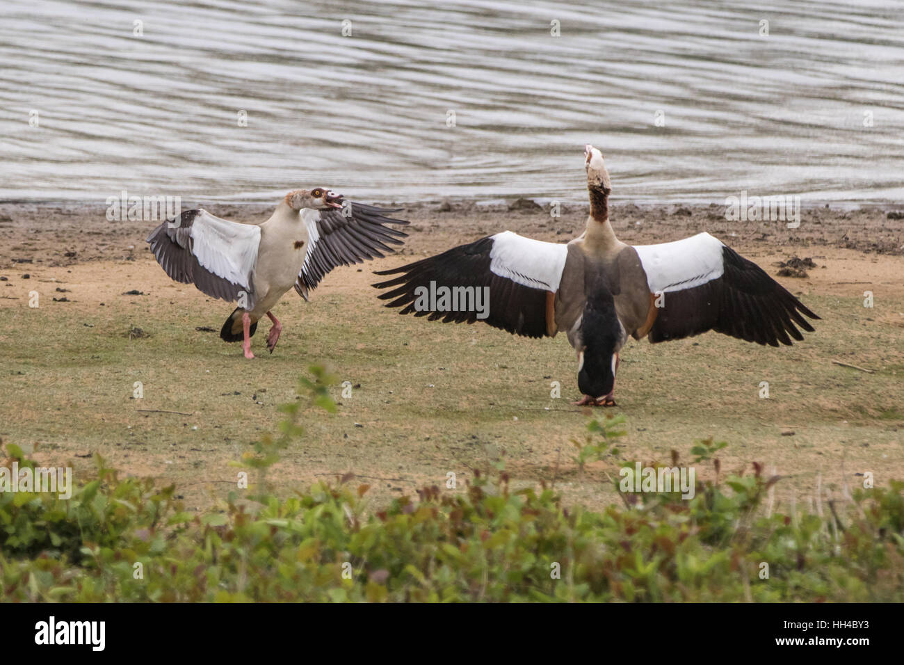 Geese fighting hi-res stock photography and images - Alamy