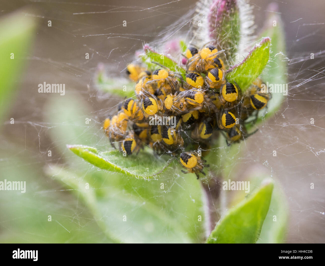 Spiderlings hi-res stock photography and images - Alamy