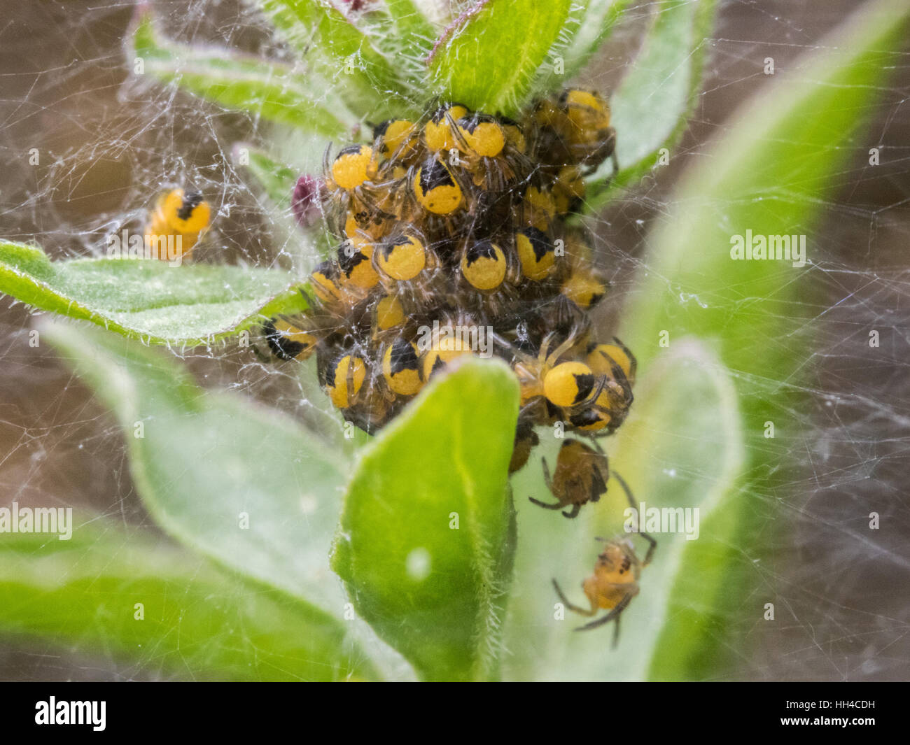 Garden Spider ( Araneus diadematus) Spiderlings. in a Spider Ball Stock ...