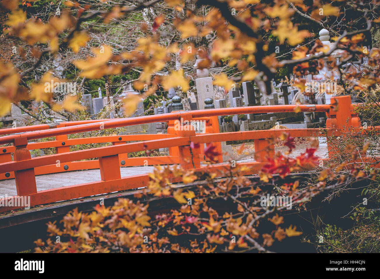 Japanese Bridge,yellow and red maple bush tree blossom in autumn with ...