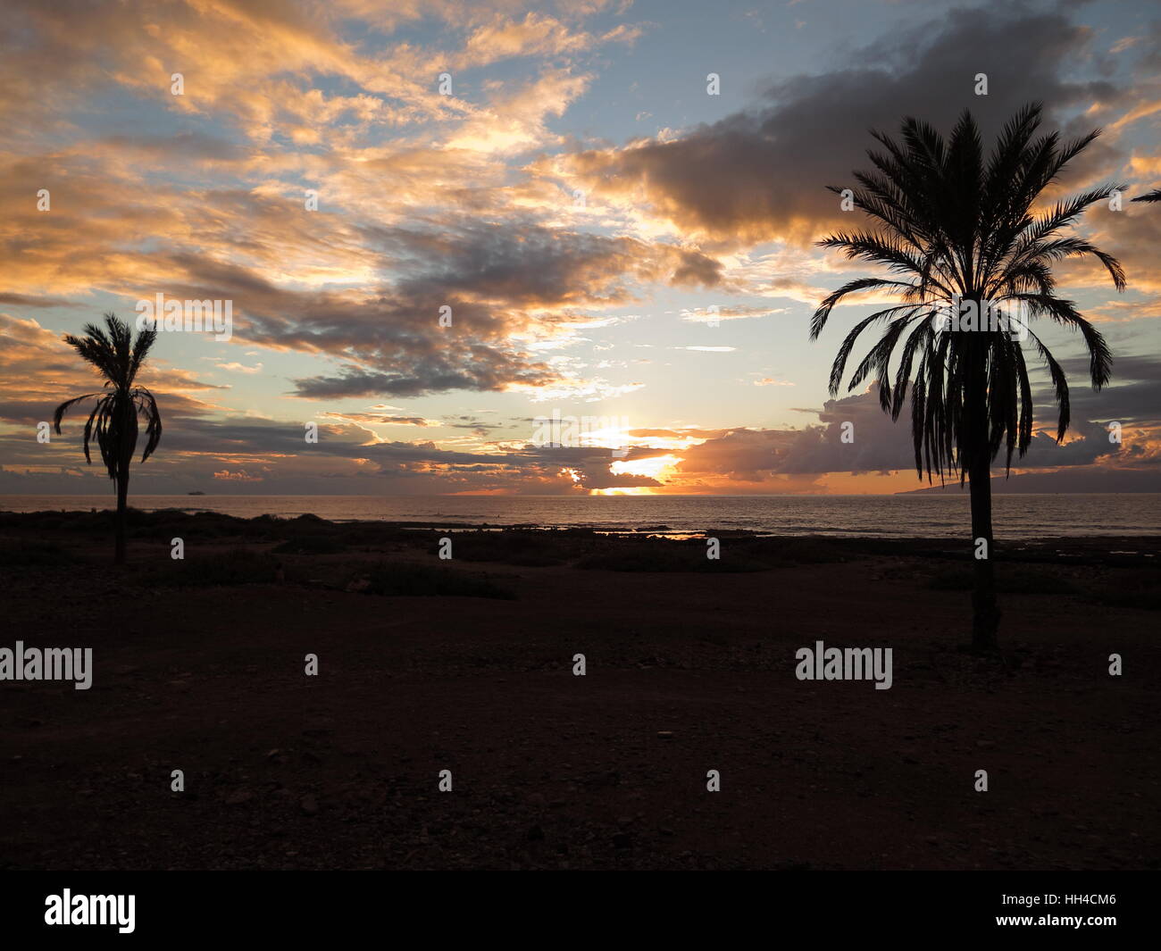 palms in sunset Stock Photo - Alamy