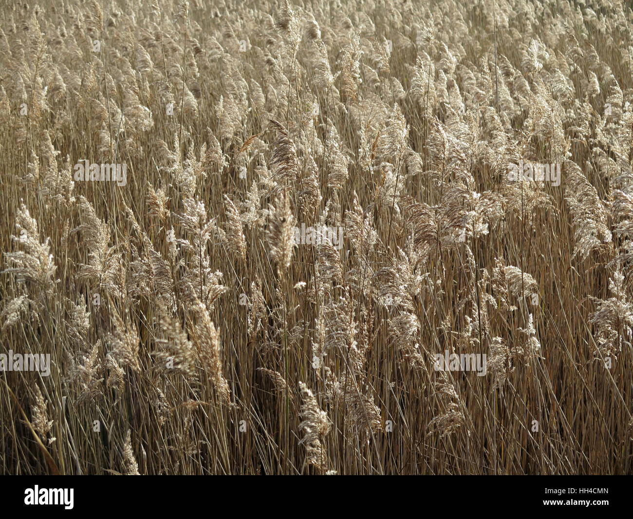 landscape of wheat Stock Photo - Alamy