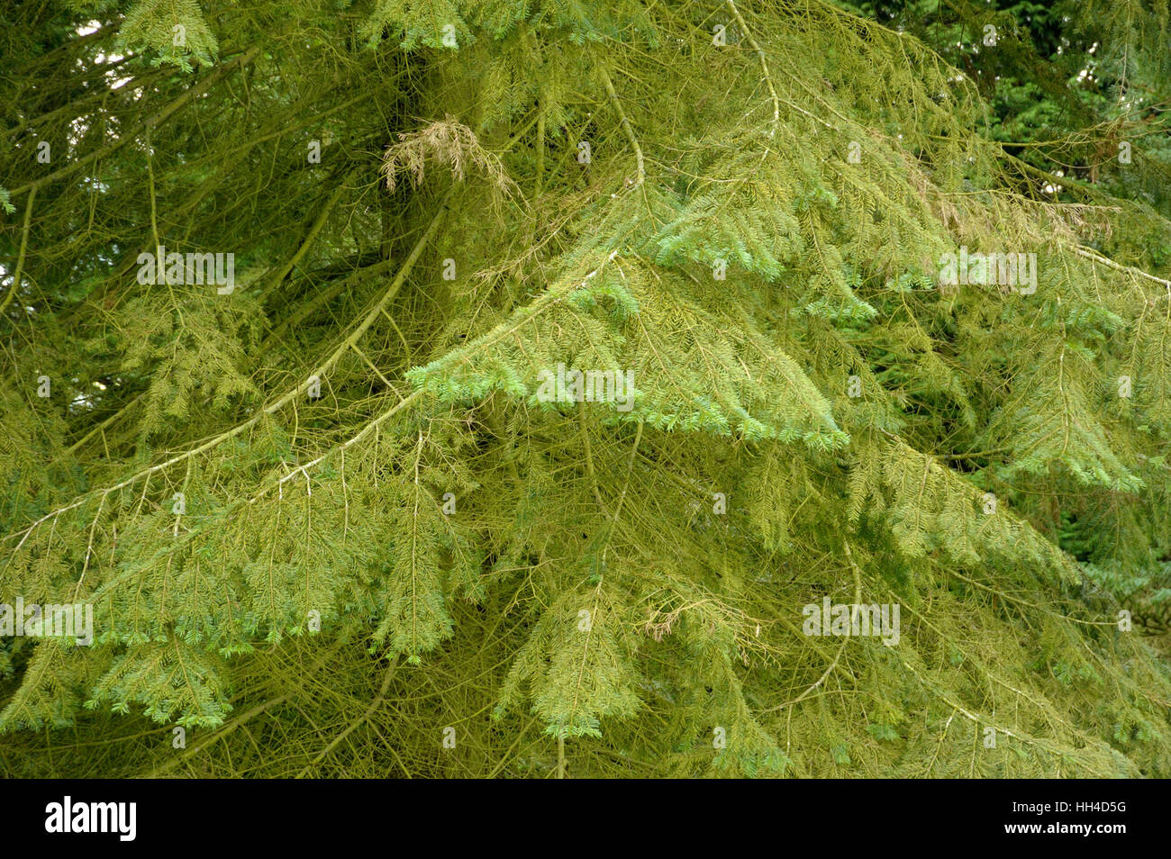Giant fir tree hi-res stock photography and images - Alamy