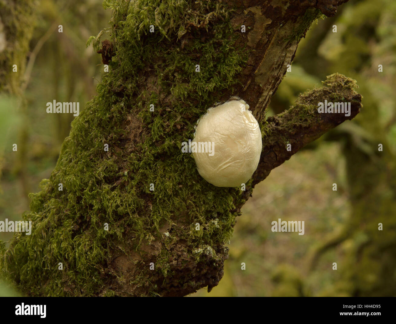 False Puffball, Enteridium lycoperdon Stock Photo - Alamy