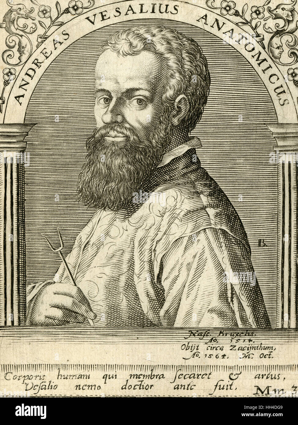 Vesalius ammon hi-res stock photography and images - Alamy